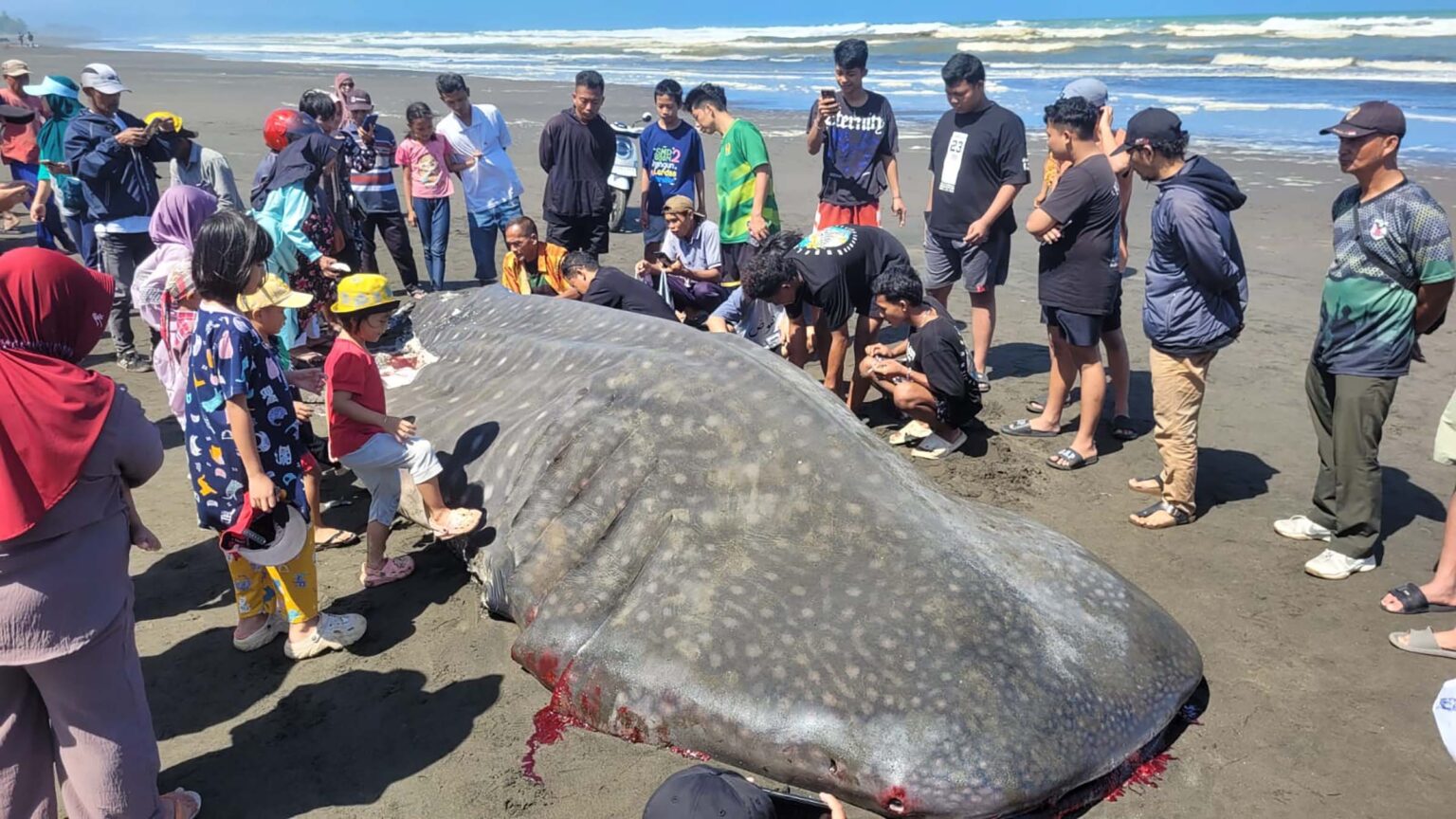 Beached Whale Shark in Cilacap Sparks Questions About What’s Happening ...