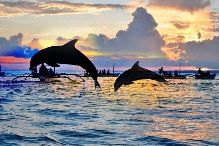 6 Best Places to See Dolphins in Indonesia – You Can Even Swim With ...